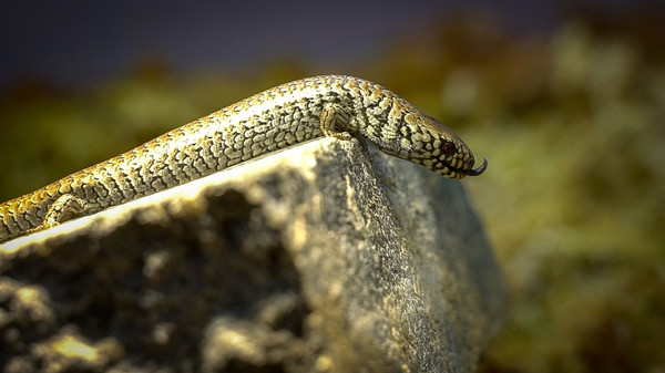 These Baby Alpine She-oak Skinks are Teeny Tiny Treasures | Upper Yarra ...