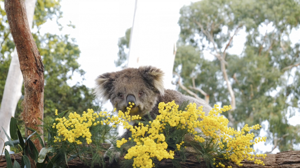 National wattle day on full show at start of spring in Healesville ...