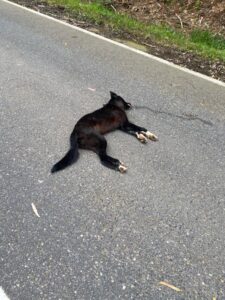 'We need as many samples as possible': The importance of reporting dead ...